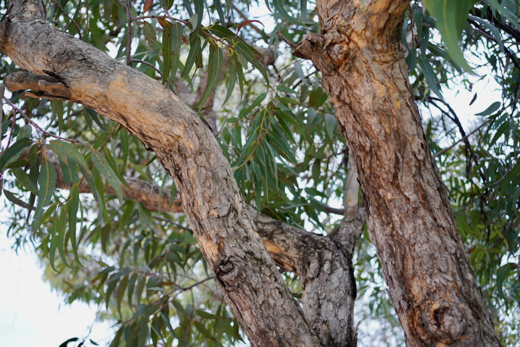 Small Habitat Tree: Corymbia eximia nana – Mallee Design