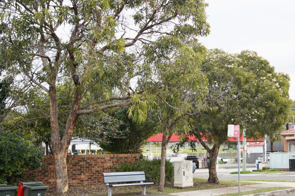 Small Habitat Tree: Corymbia eximia nana – Mallee Design