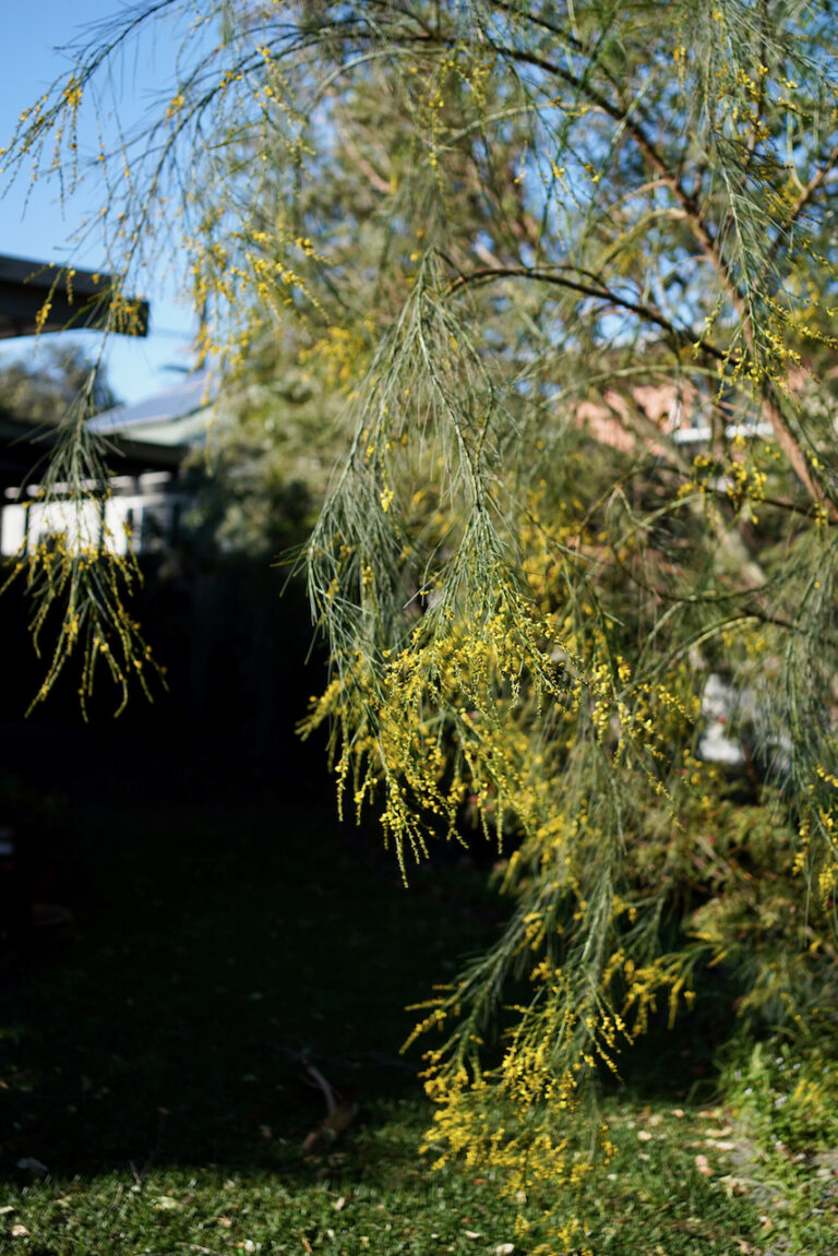 The unique Viminaria juncea – Mallee Design