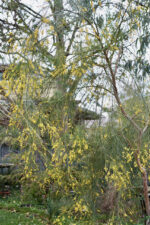 The unique Viminaria juncea – Mallee Design