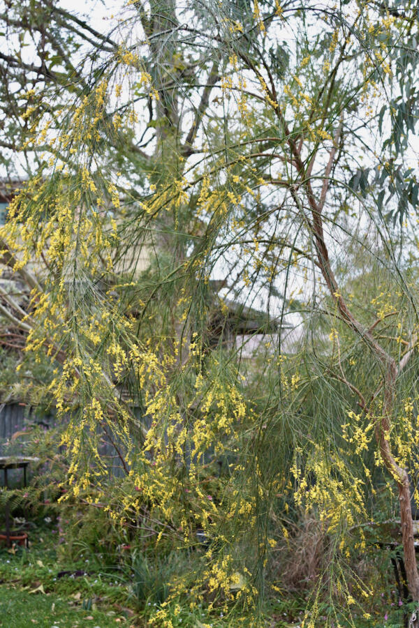 The unique Viminaria juncea – Mallee Design