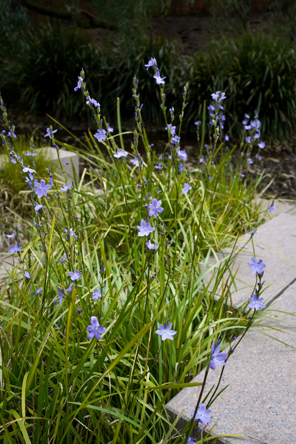 Good morning Iris: Orthrosanthus multiflorus – Mallee Design