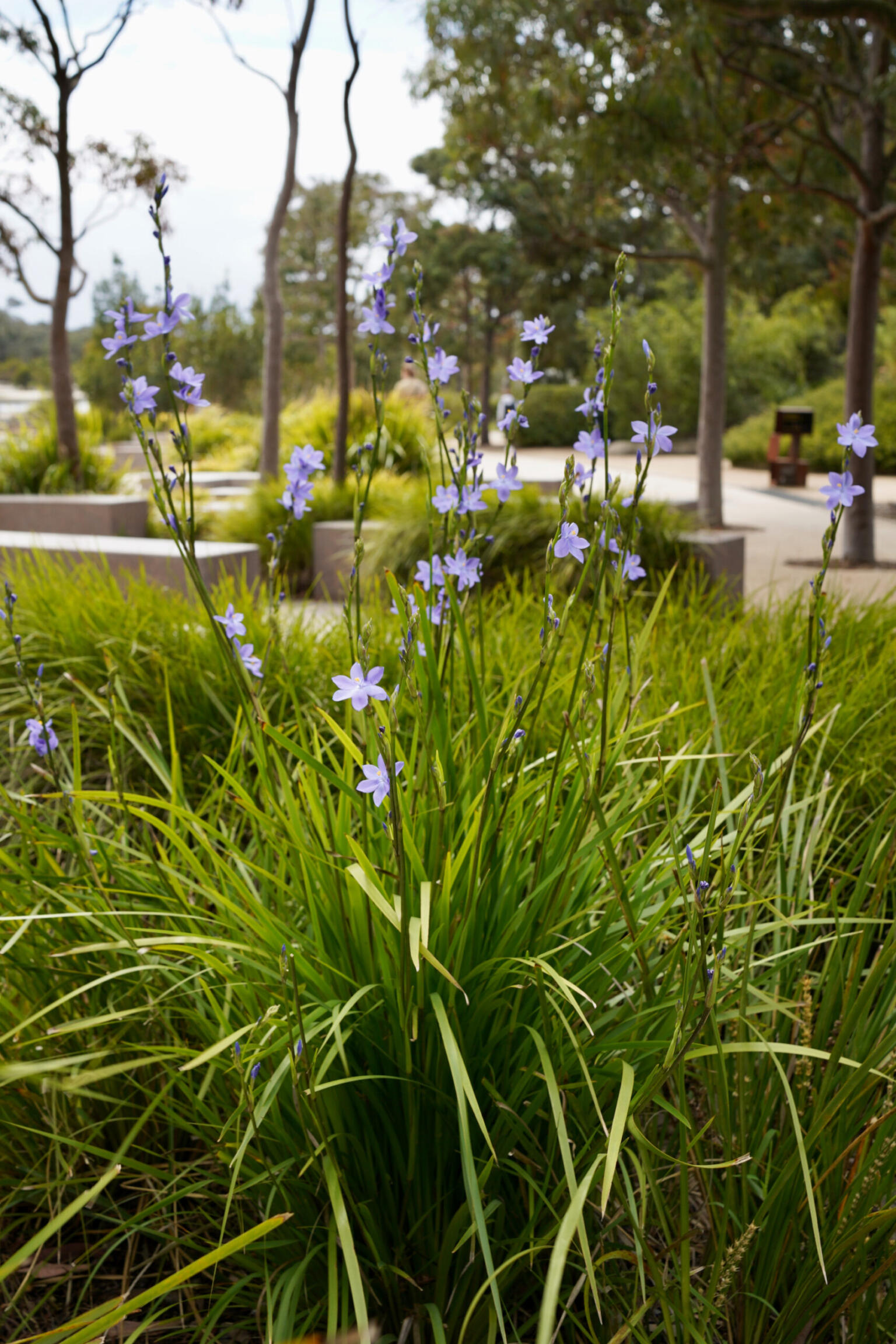 Good morning Iris: Orthrosanthus multiflorus – Mallee Design