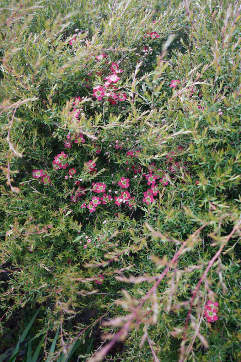 The oh so fun Leptospermum ‘outrageous’ – Mallee Design