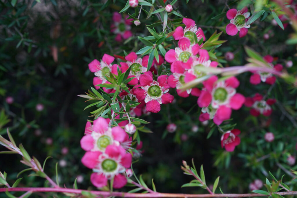 The oh so fun Leptospermum ‘outrageous’ – Mallee Design