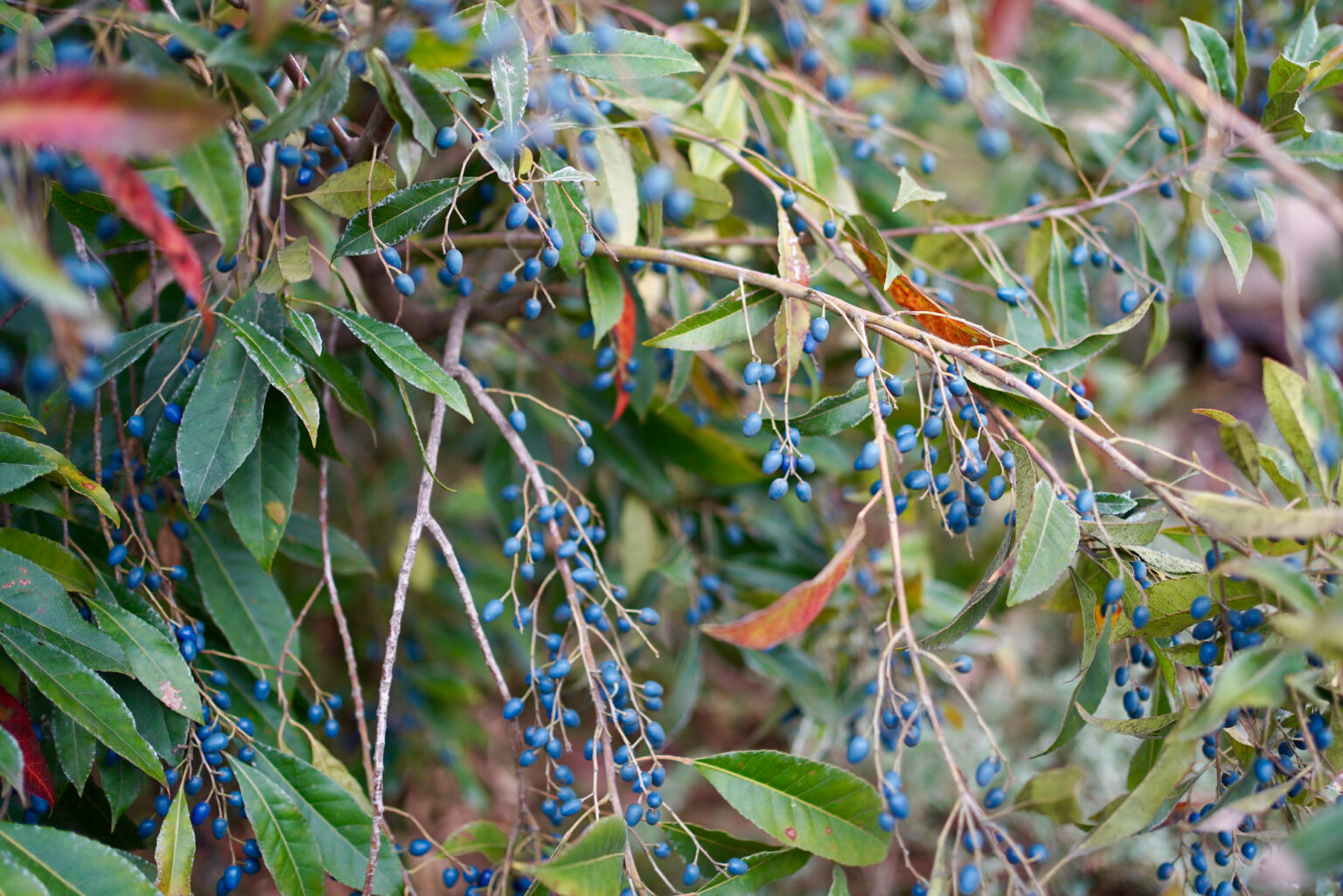 White or Pink? How do you like your Blueberry Ash? or covered in blue ...
