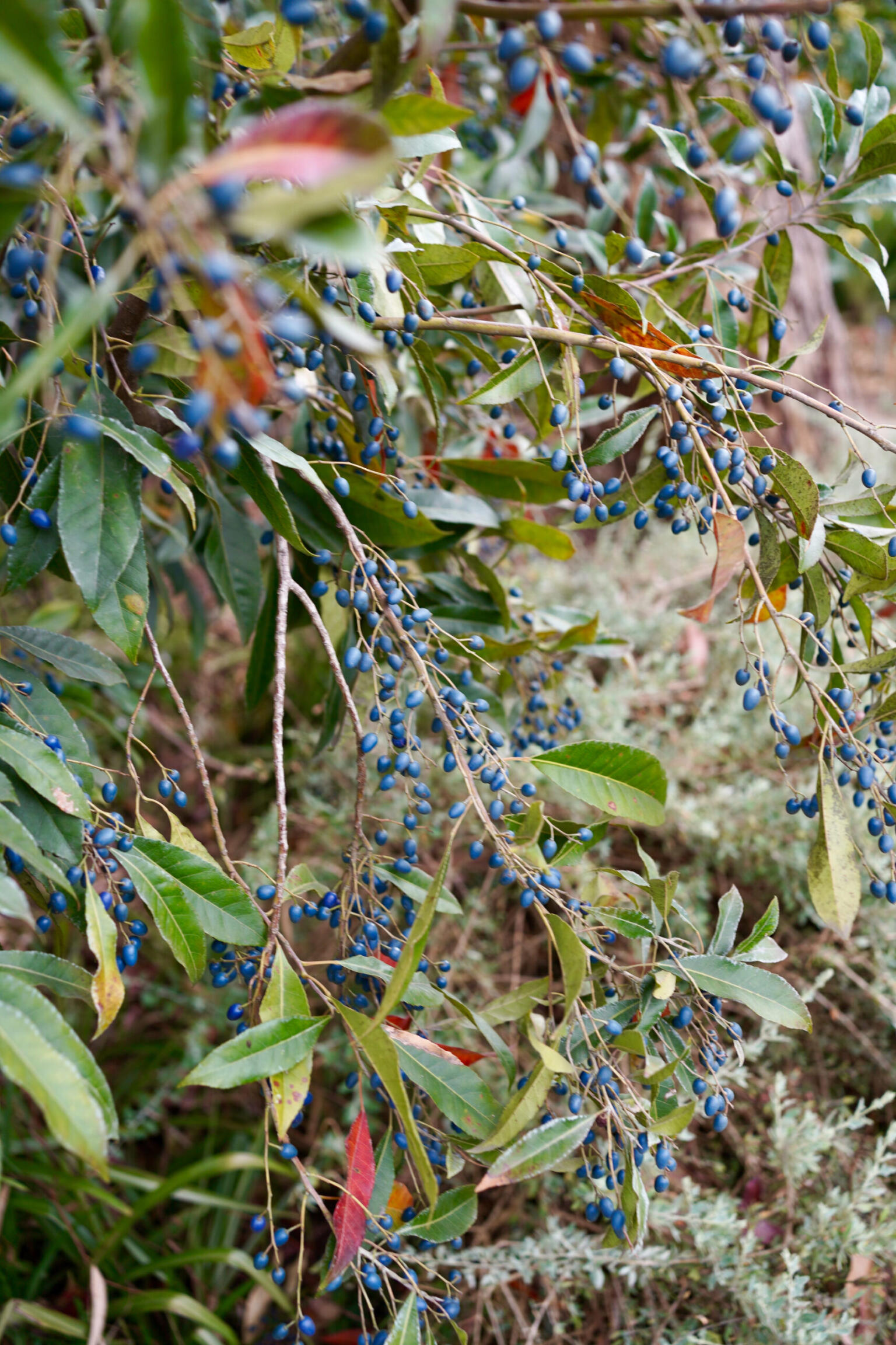 White or Pink? How do you like your Blueberry Ash? or covered in blue ...