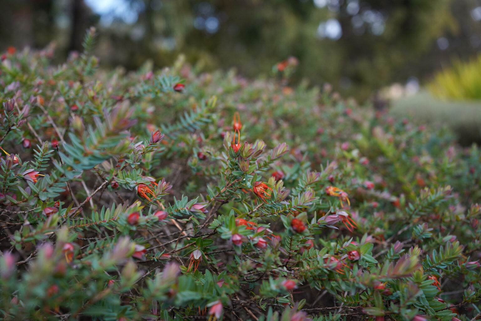 Darwinia citriodora another WA toughie – Mallee Design