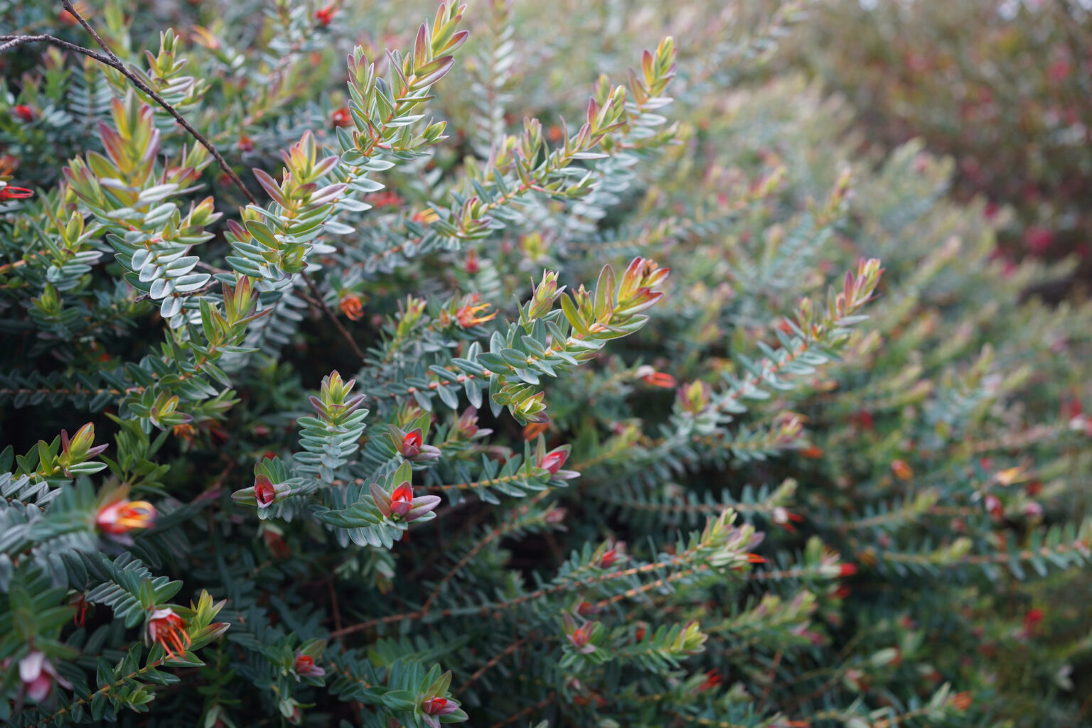 Darwinia citriodora another WA toughie – Mallee Design