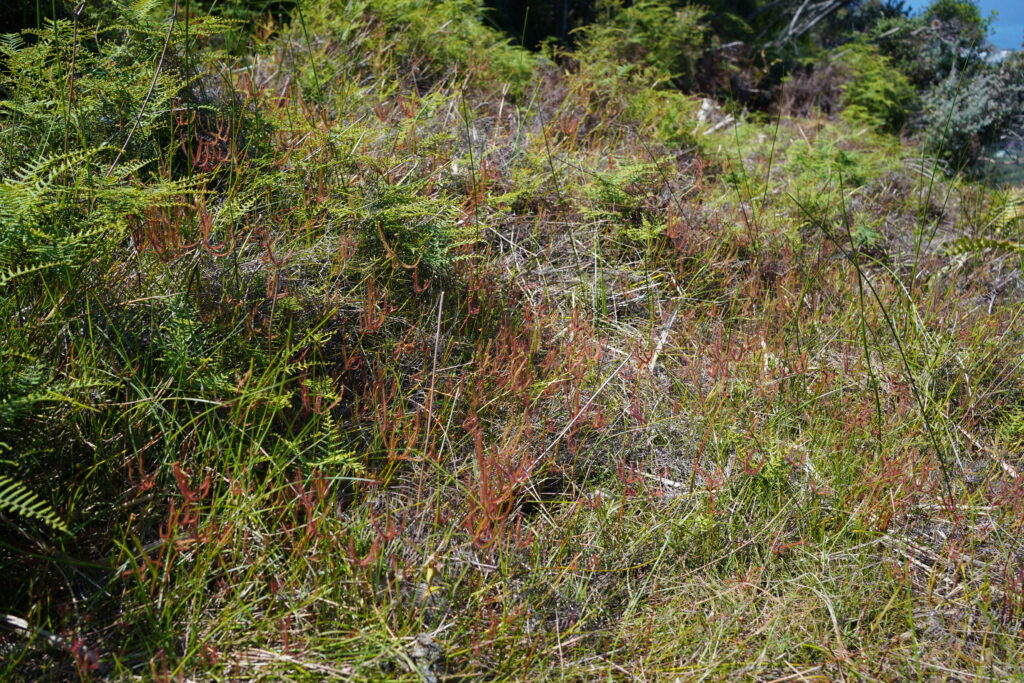 try growing the curious Drosera binata – Mallee Design