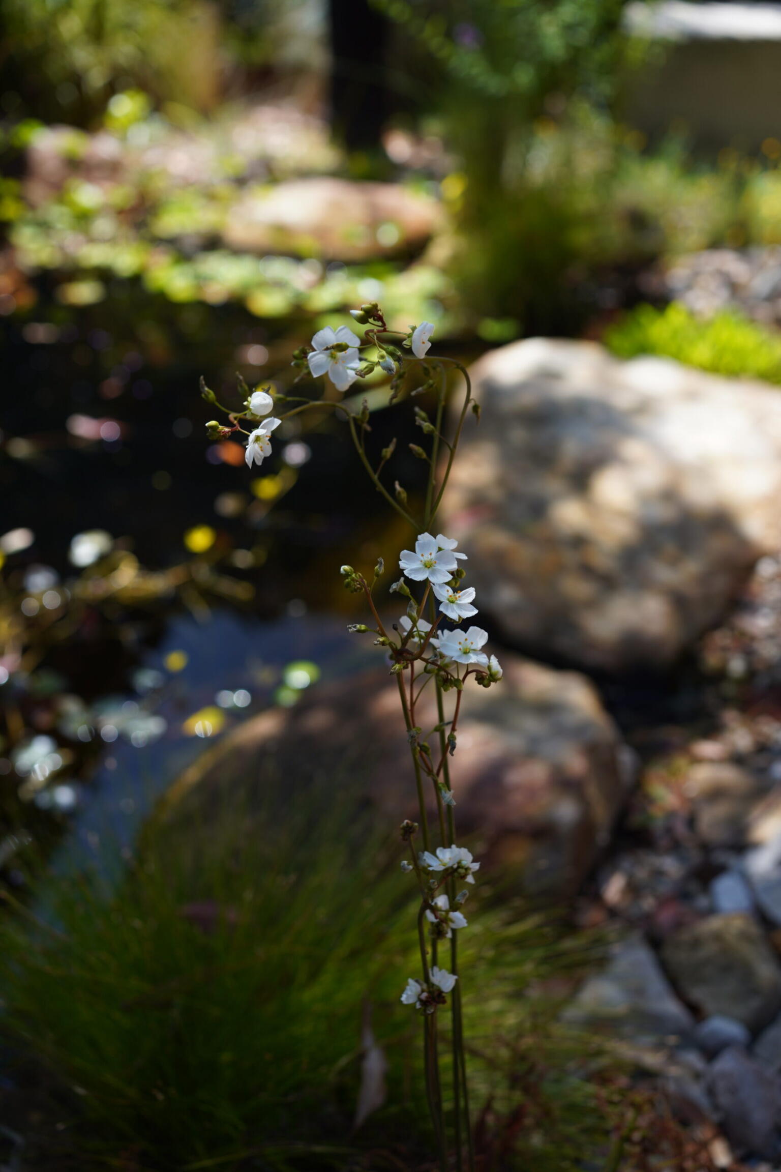 try growing the curious Drosera binata – Mallee Design