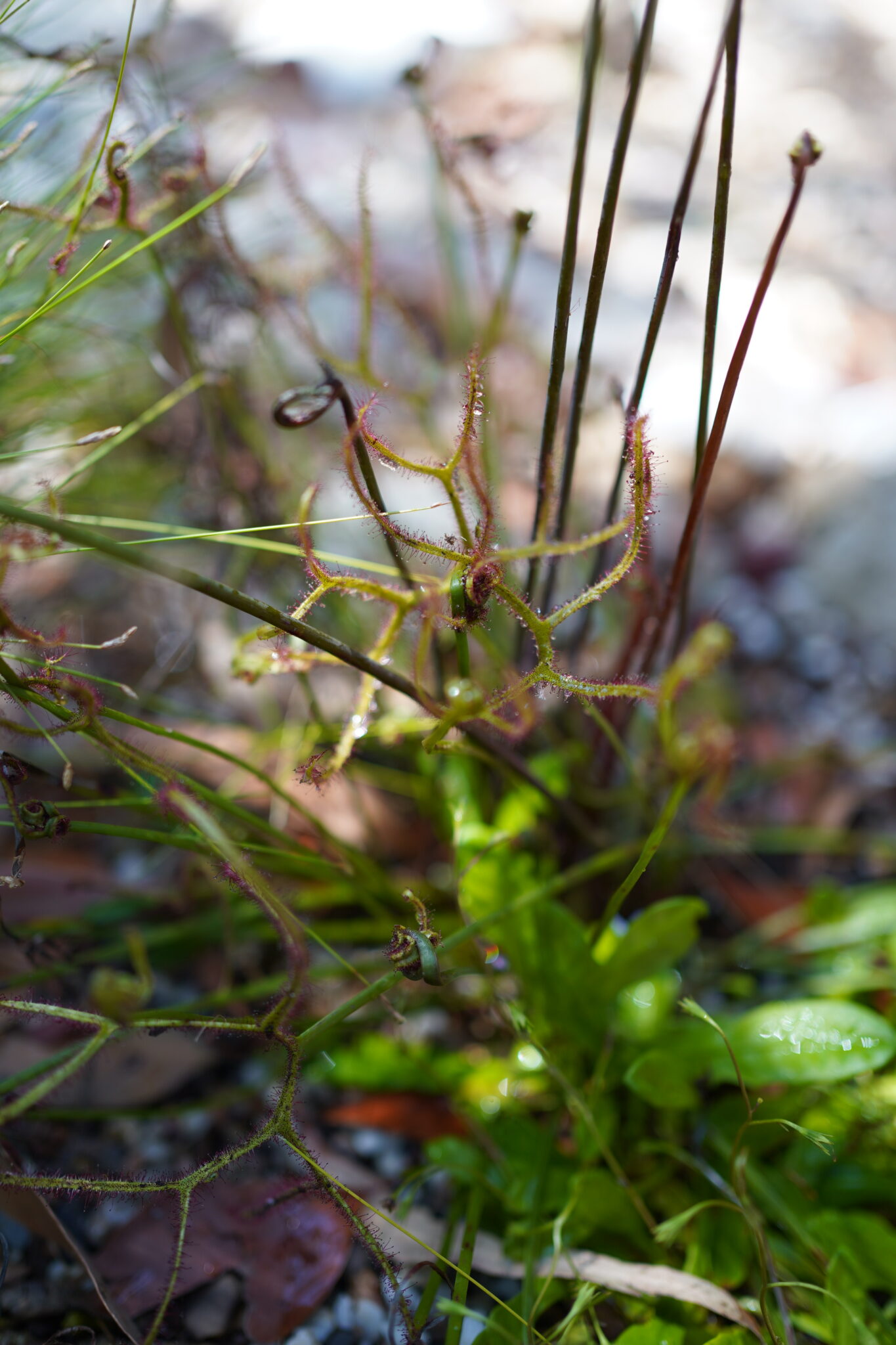 try growing the curious Drosera binata – Mallee Design