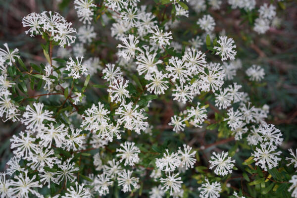 Pimelea: which one is which – Mallee Design