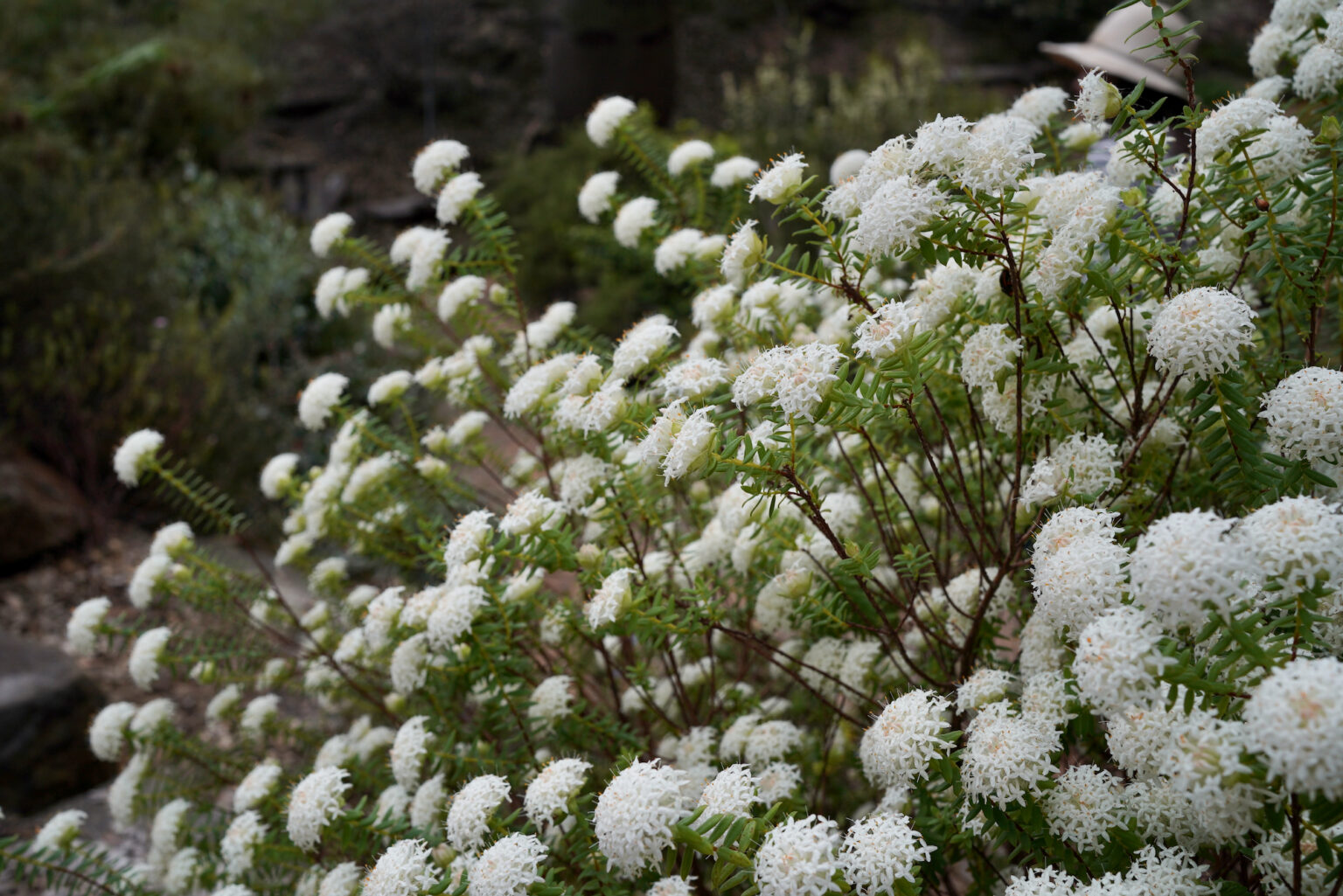 Pimelea: which one is which – Mallee Design