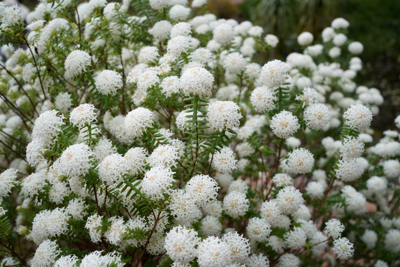 Pimelea: which one is which – Mallee Design