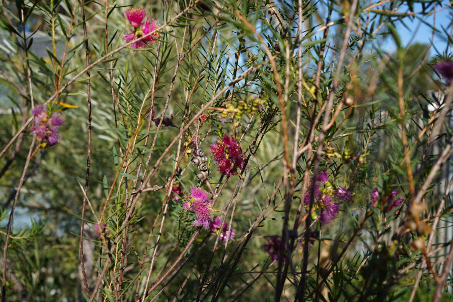 Distinct hot pink: Melaleuca fulgens – Mallee Design