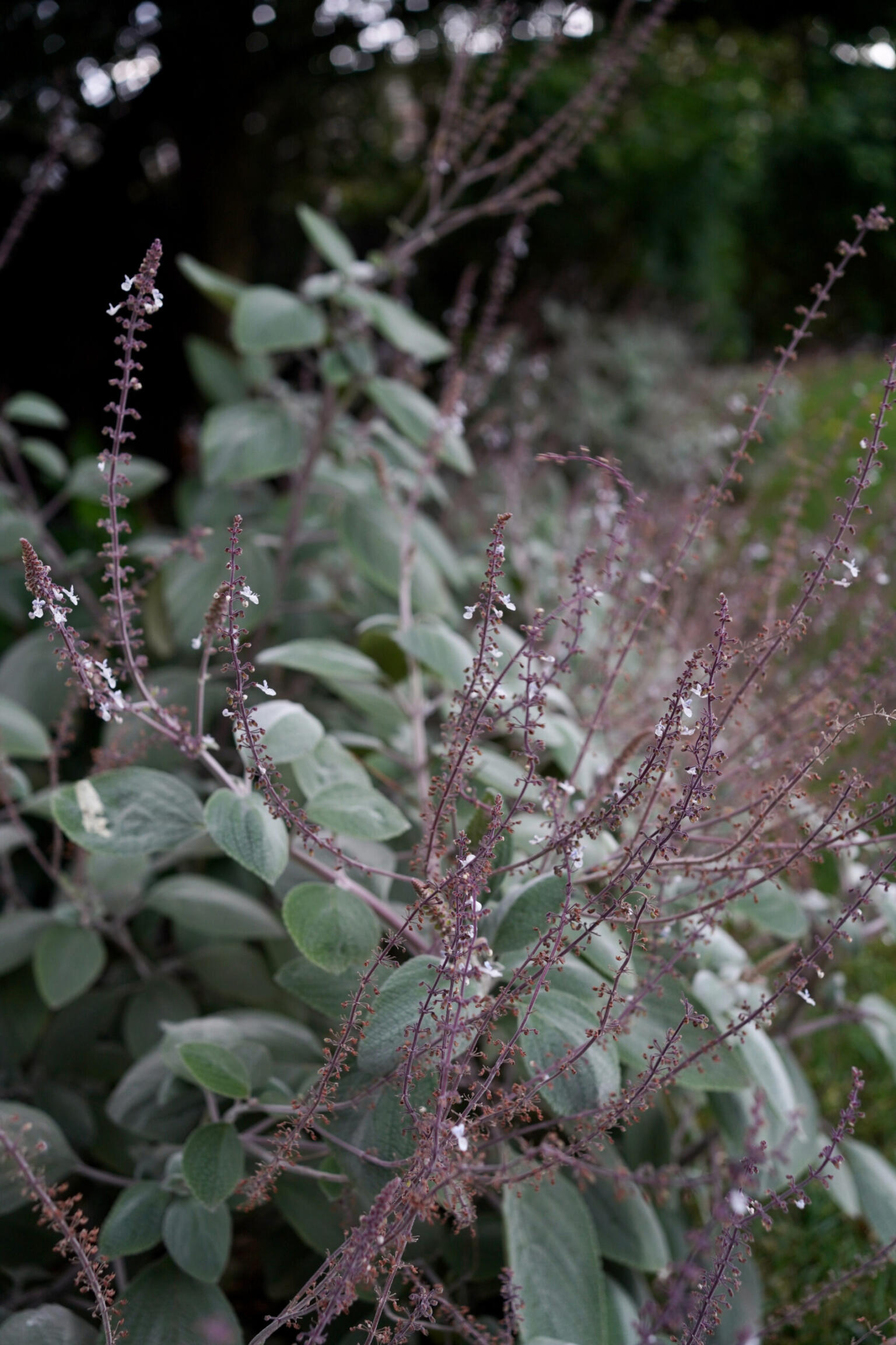 Silver in the Shade: Plectranthus argentatus – Mallee Design