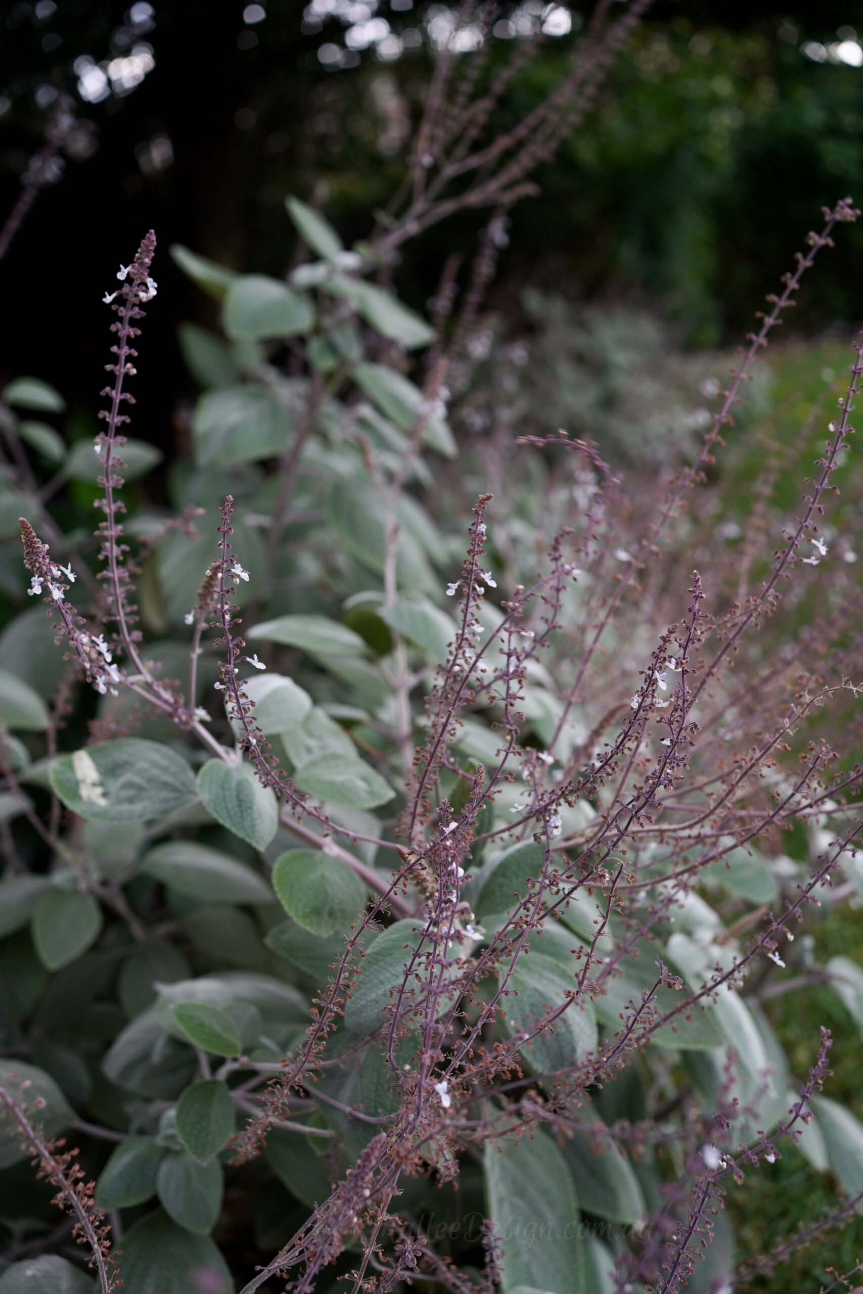 Silver in the Shade: Plectranthus argentatus – Mallee Design