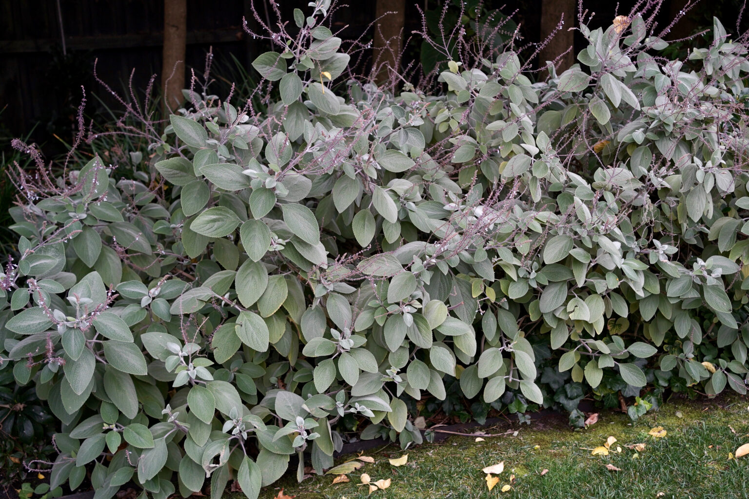 Silver in the Shade: Plectranthus argentatus – Mallee Design