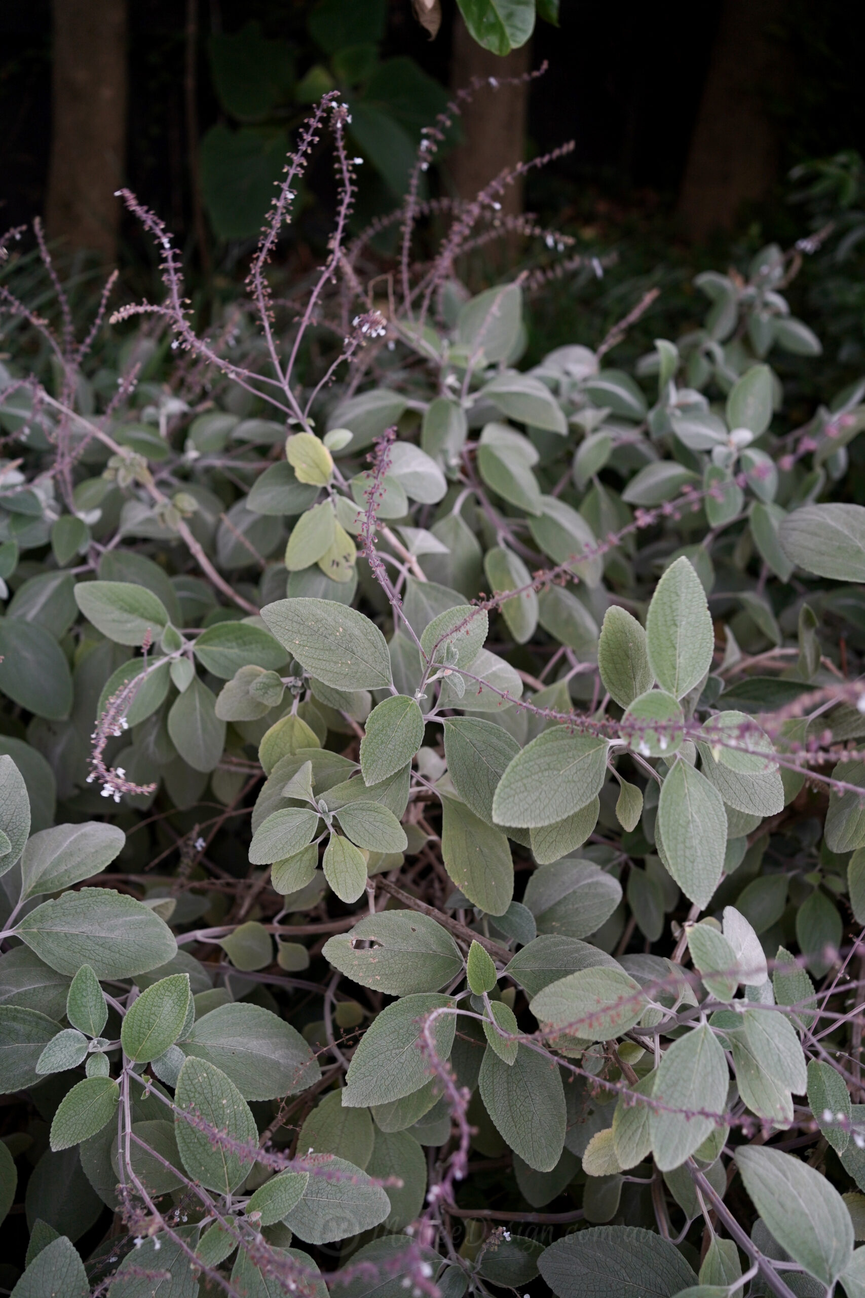 Silver in the Shade: Plectranthus argentatus – Mallee Design