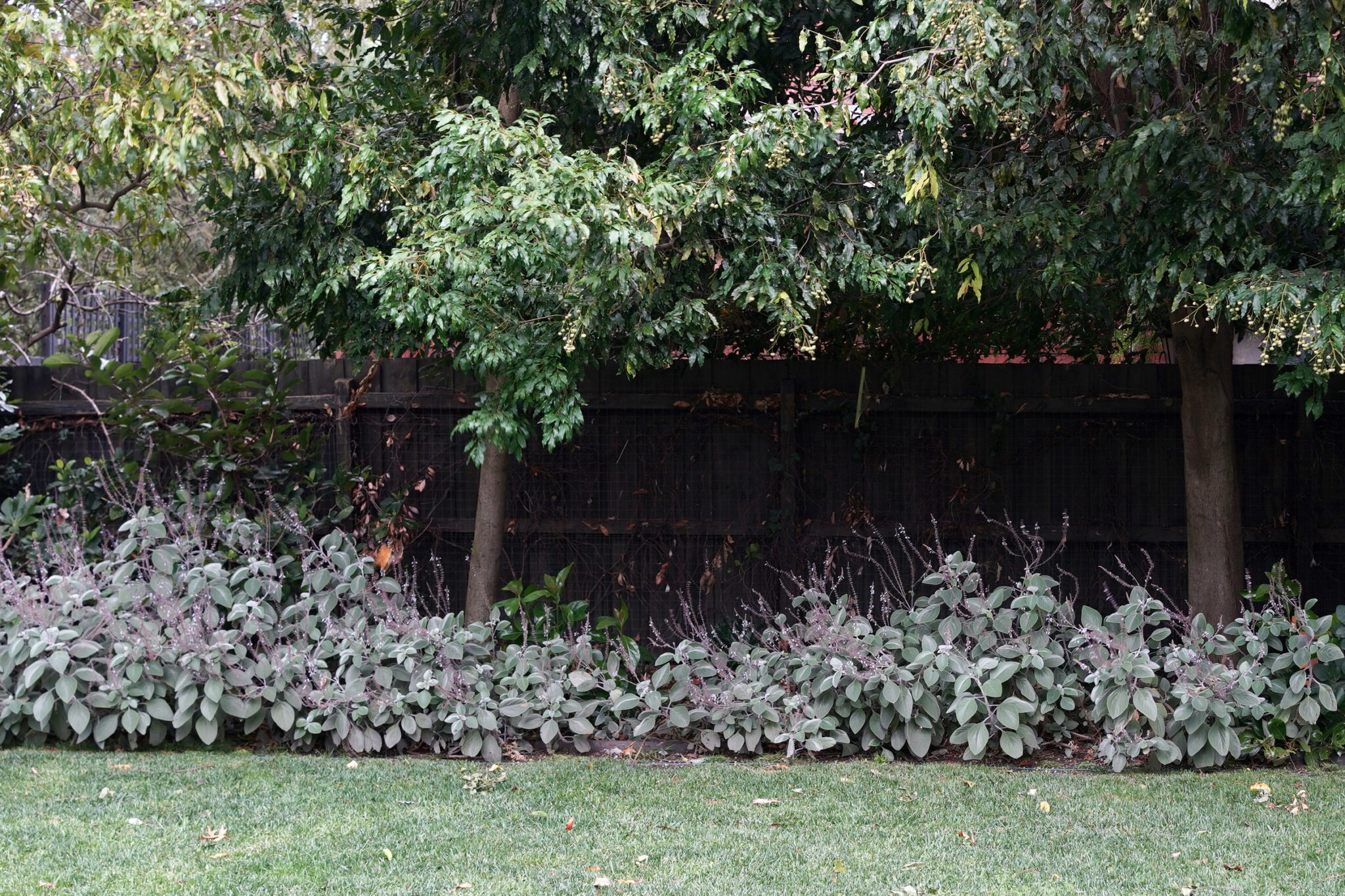 Silver in the Shade: Plectranthus argentatus – Mallee Design