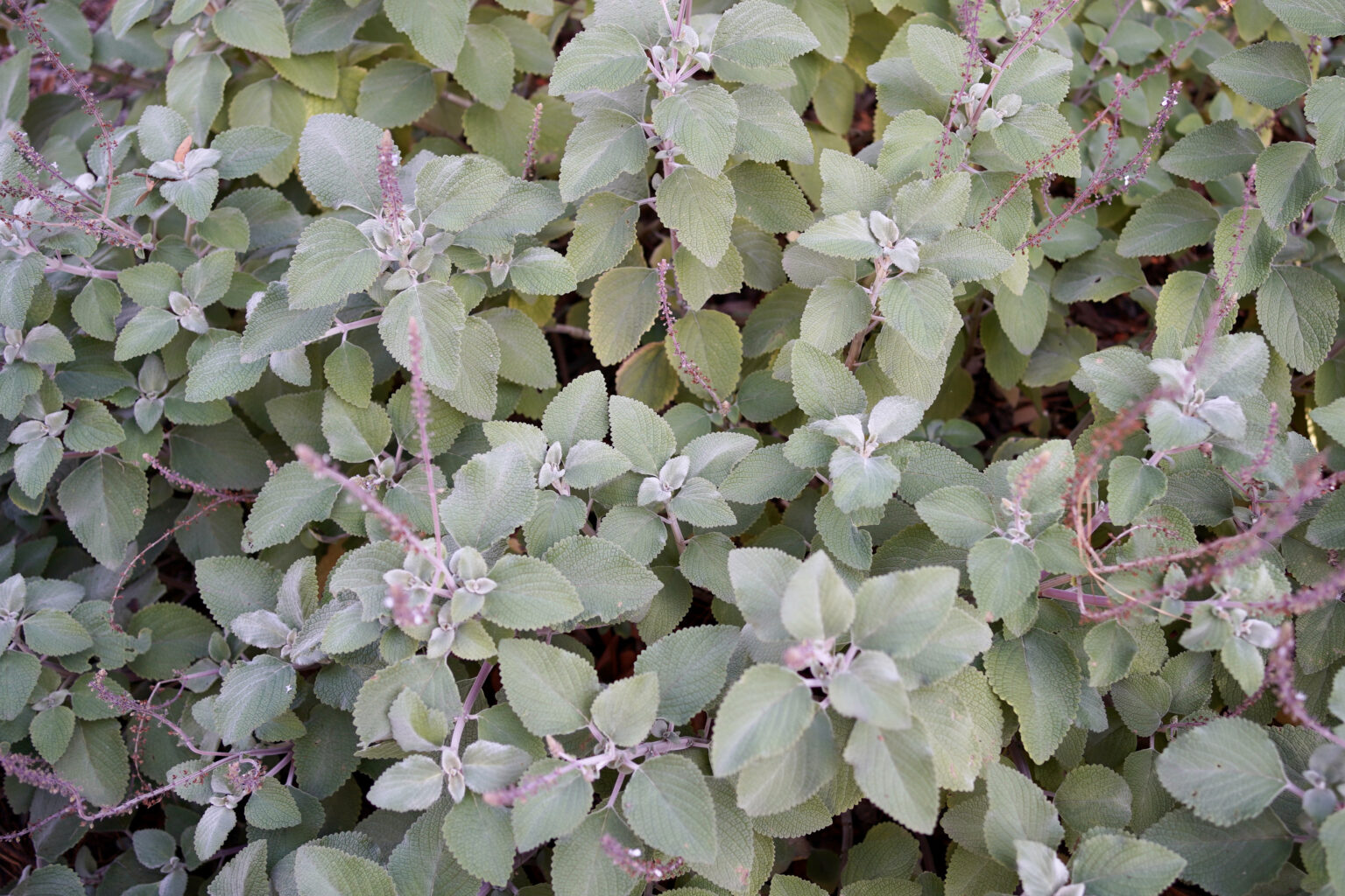 Silver in the Shade: Plectranthus argentatus – Mallee Design