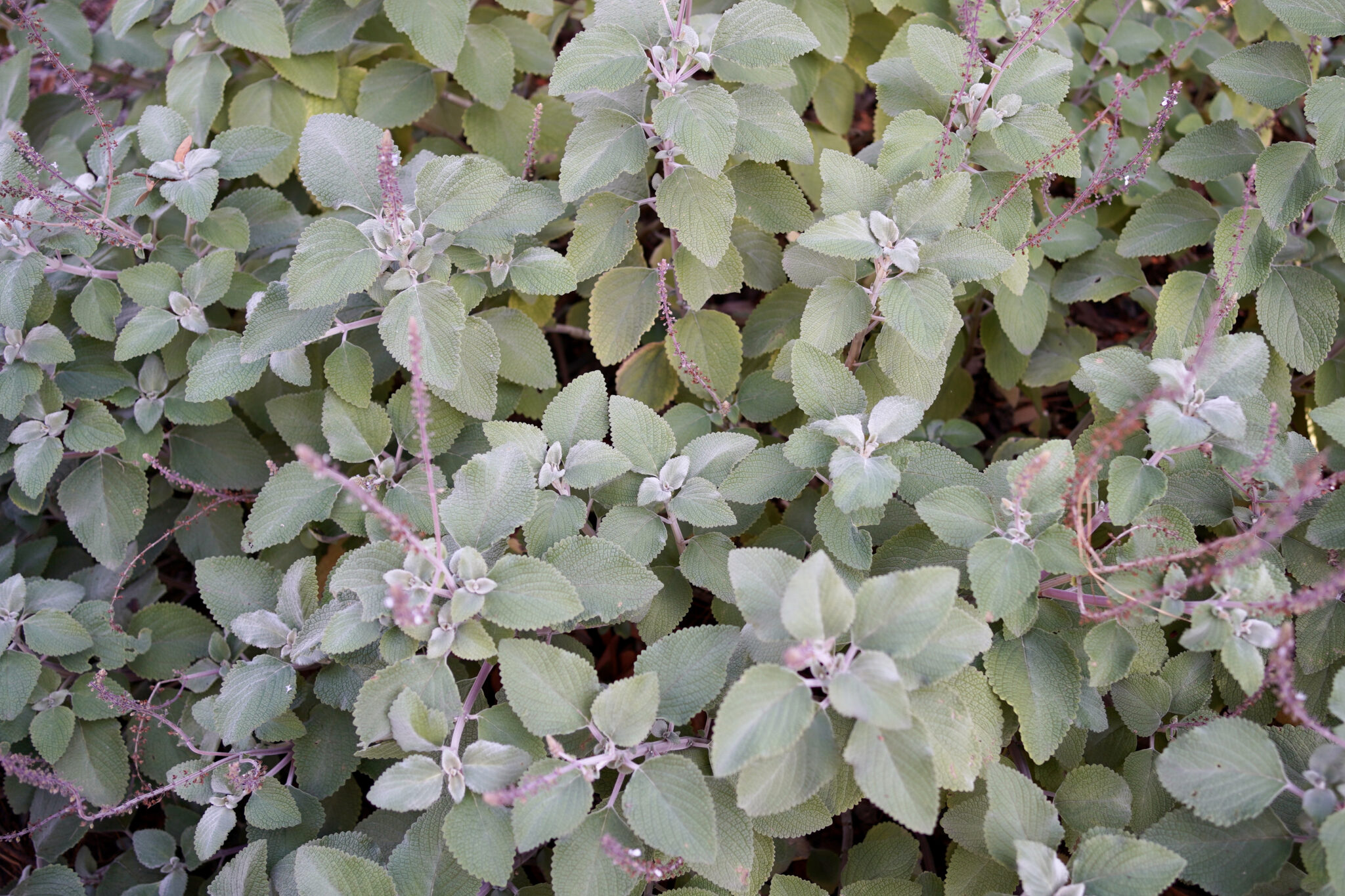 Silver in the Shade: Plectranthus argentatus – Mallee Design