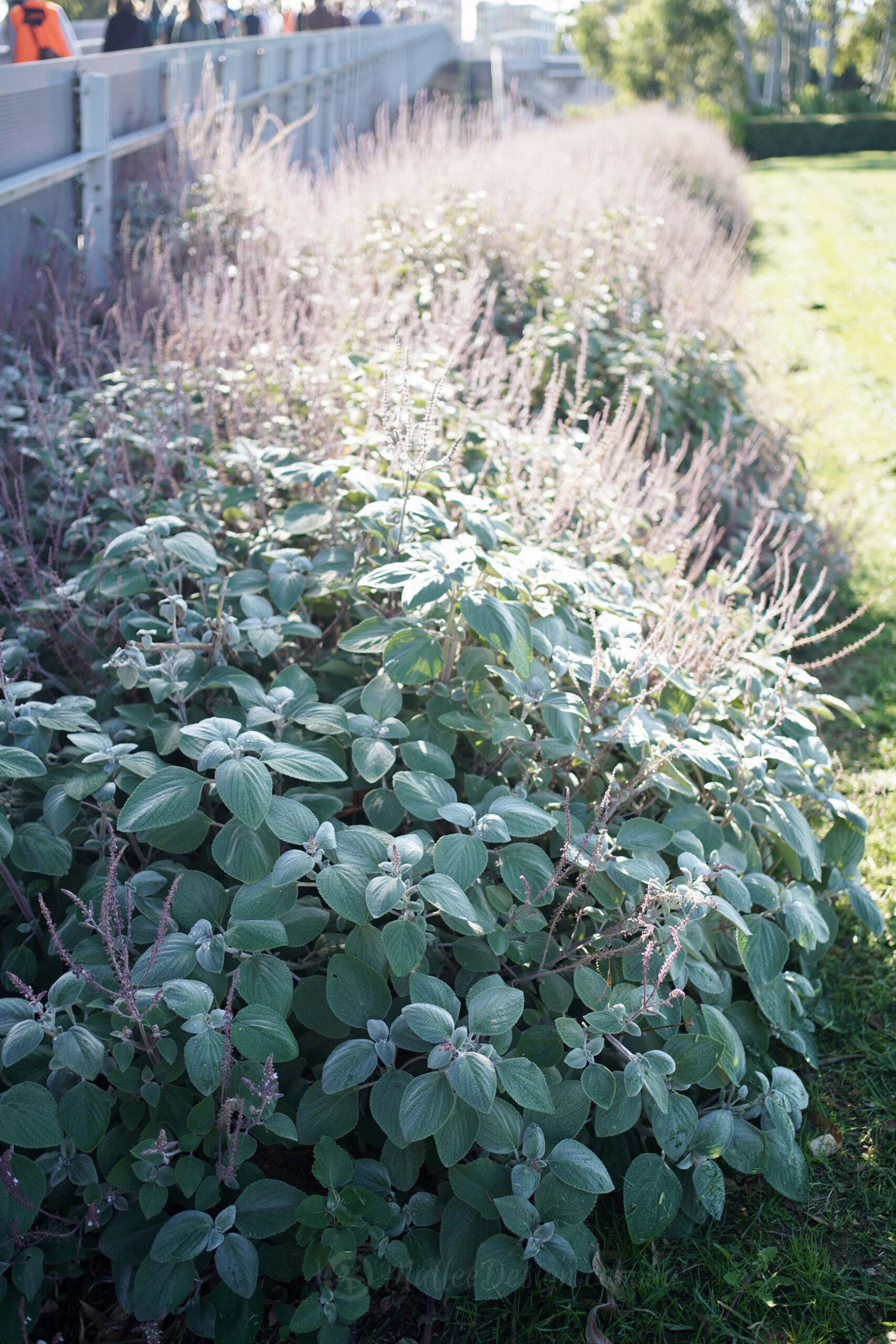 Silver in the Shade: Plectranthus argentatus – Mallee Design