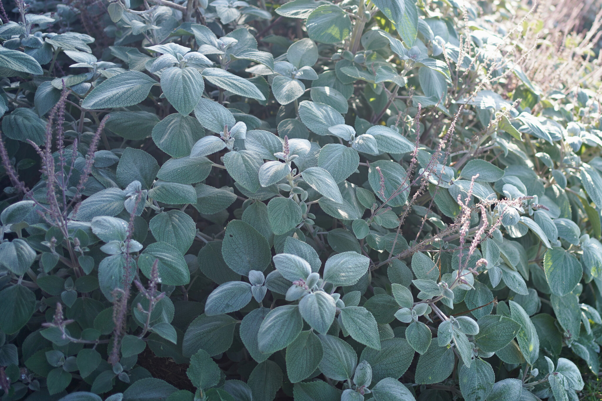 Groundcover – Mallee Design