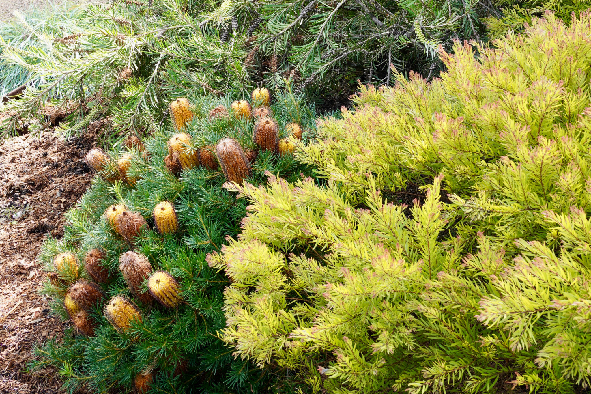Happy Wattle Day! Acacia fimbriata Dwarf ‘Crimson Blush’ – Mallee Design