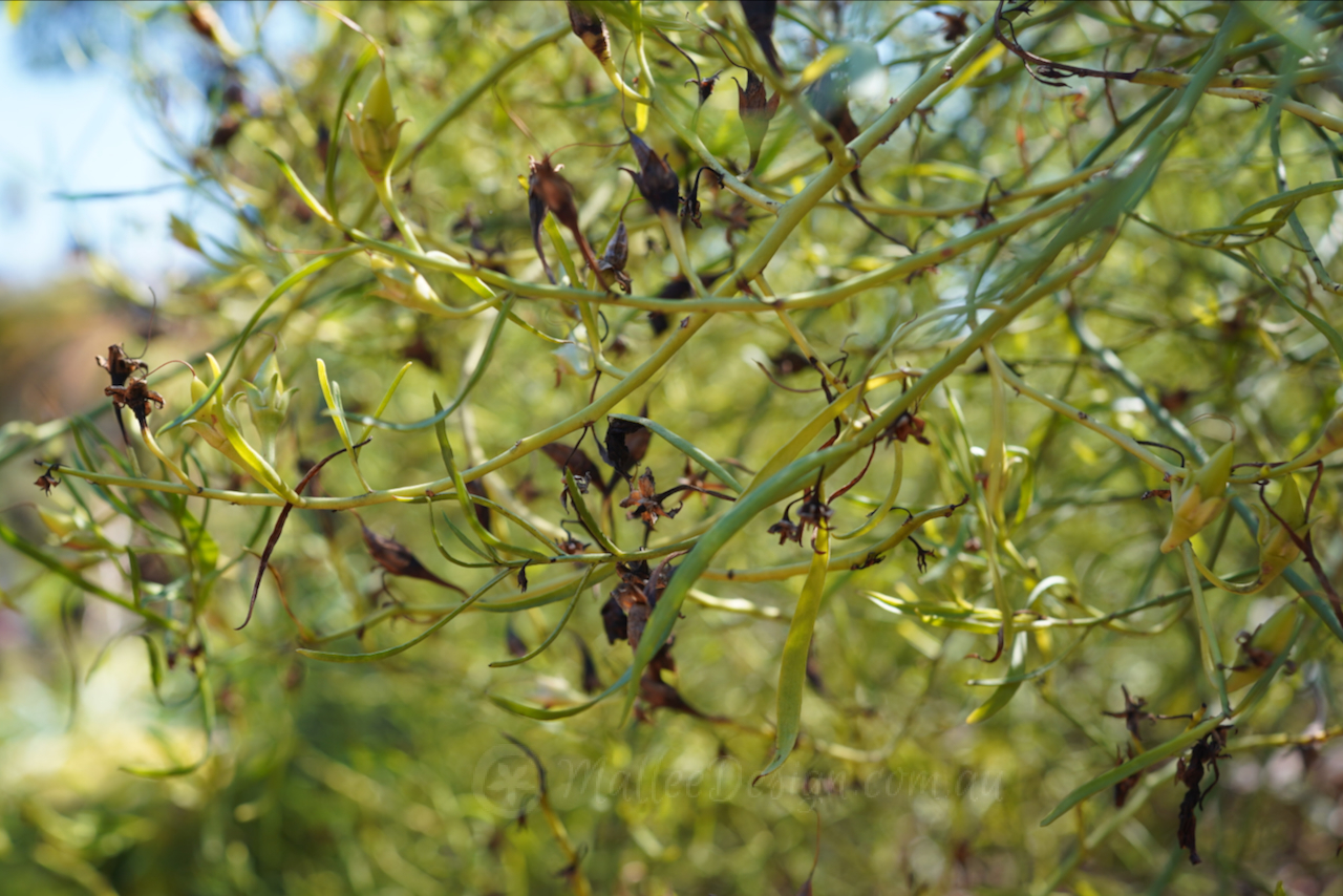 The multifaceted Eremophila Polyclada – Mallee Design