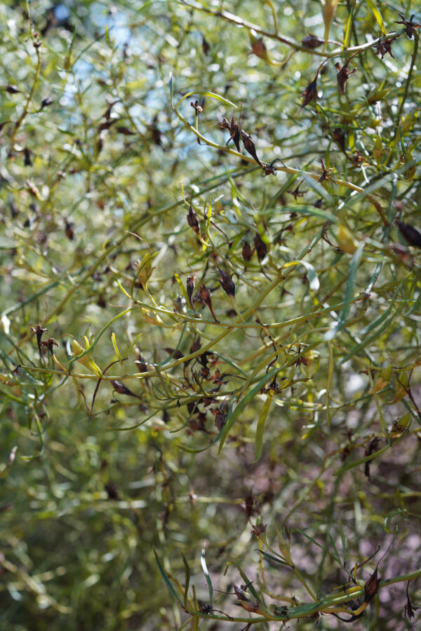 Small tree – Mallee Design