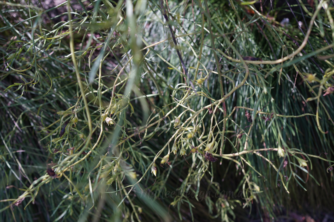 The multifaceted Eremophila Polyclada – Mallee Design