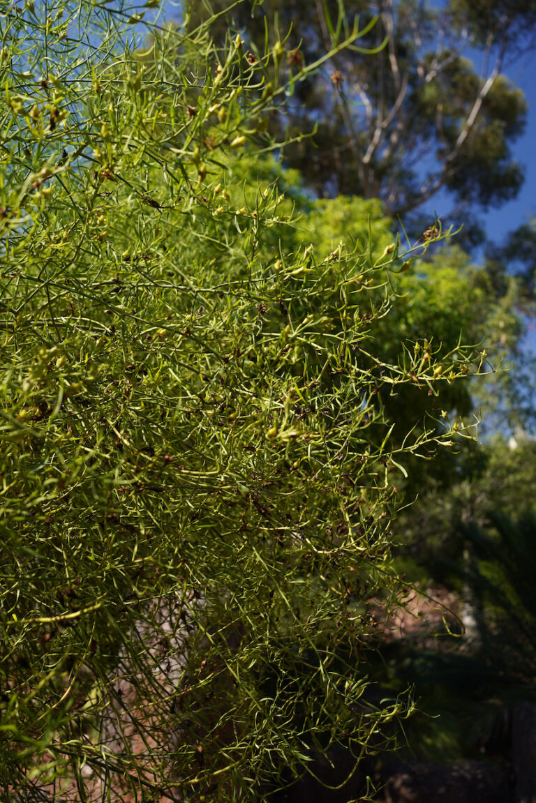 The multifaceted Eremophila Polyclada – Mallee Design
