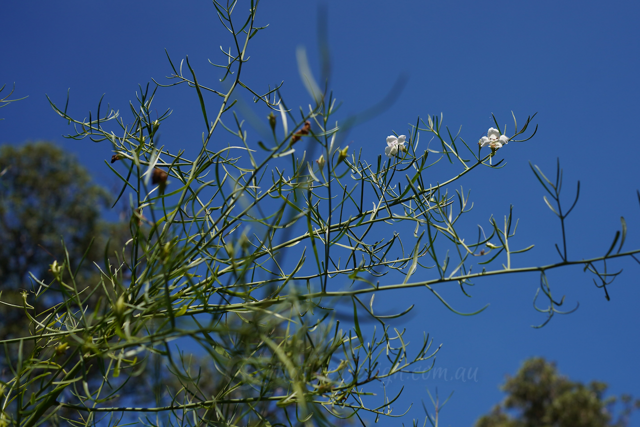 The multifaceted Eremophila Polyclada – Mallee Design