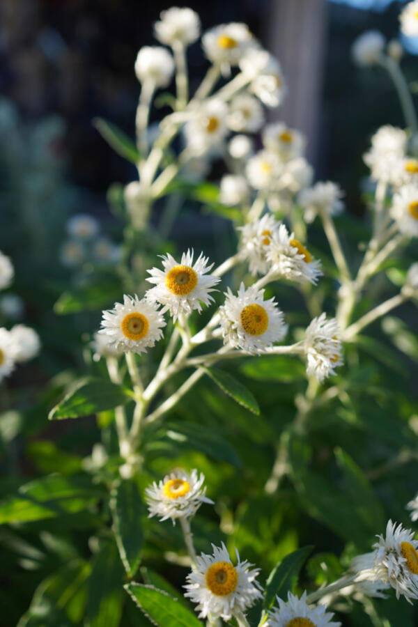 Coronidium elatum: The lesser Known paper daisy – Mallee Design
