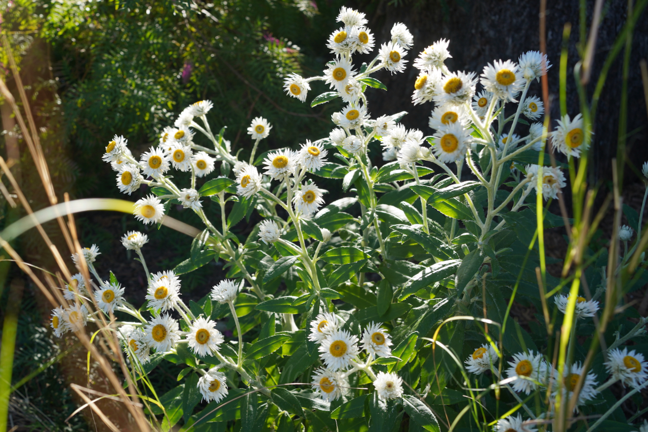 Coronidium elatum: The lesser Known paper daisy – Mallee Design