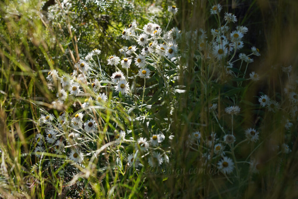 Coronidium elatum: The lesser Known paper daisy – Mallee Design