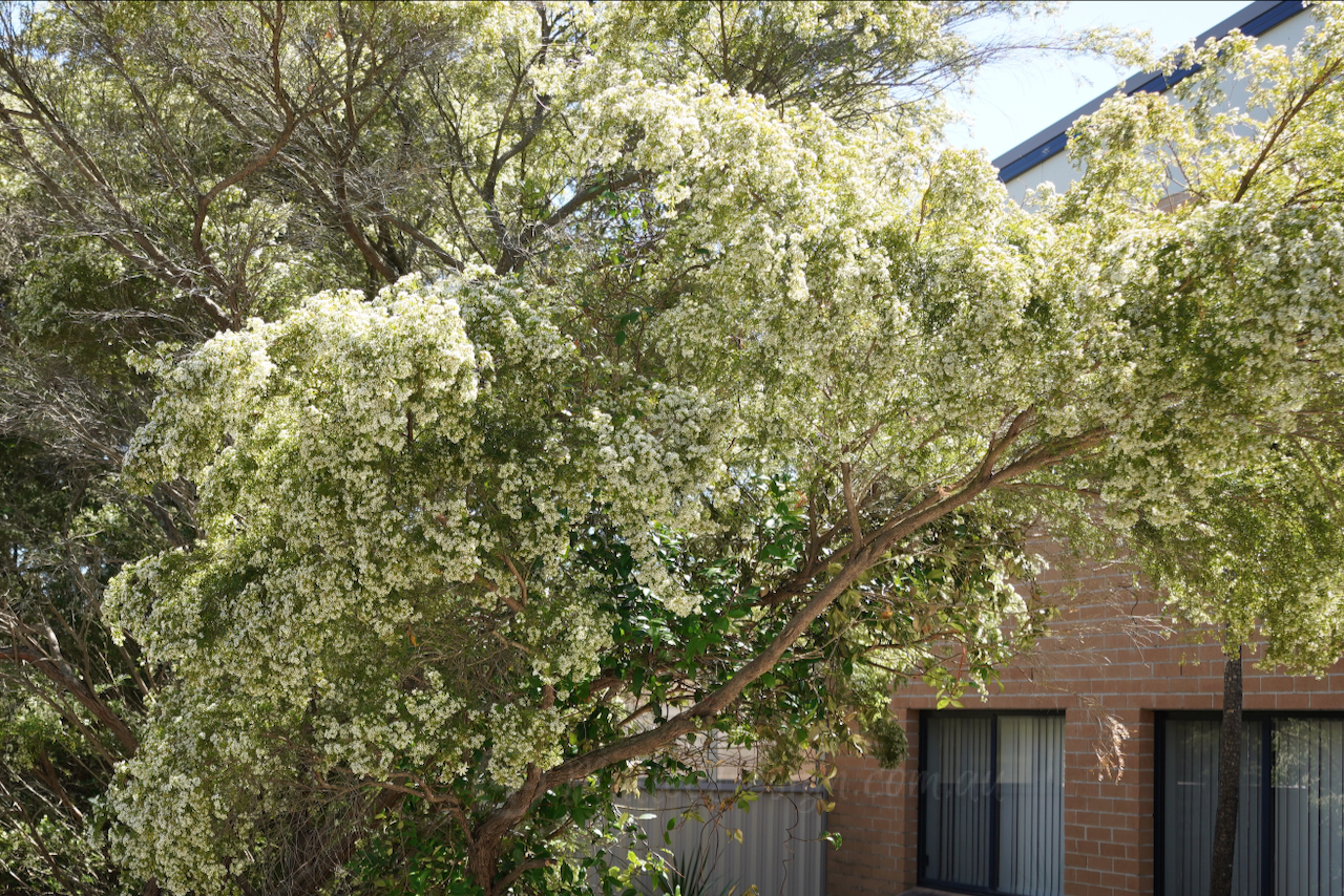 the festive flowers of Baeckea virgata – Mallee Design
