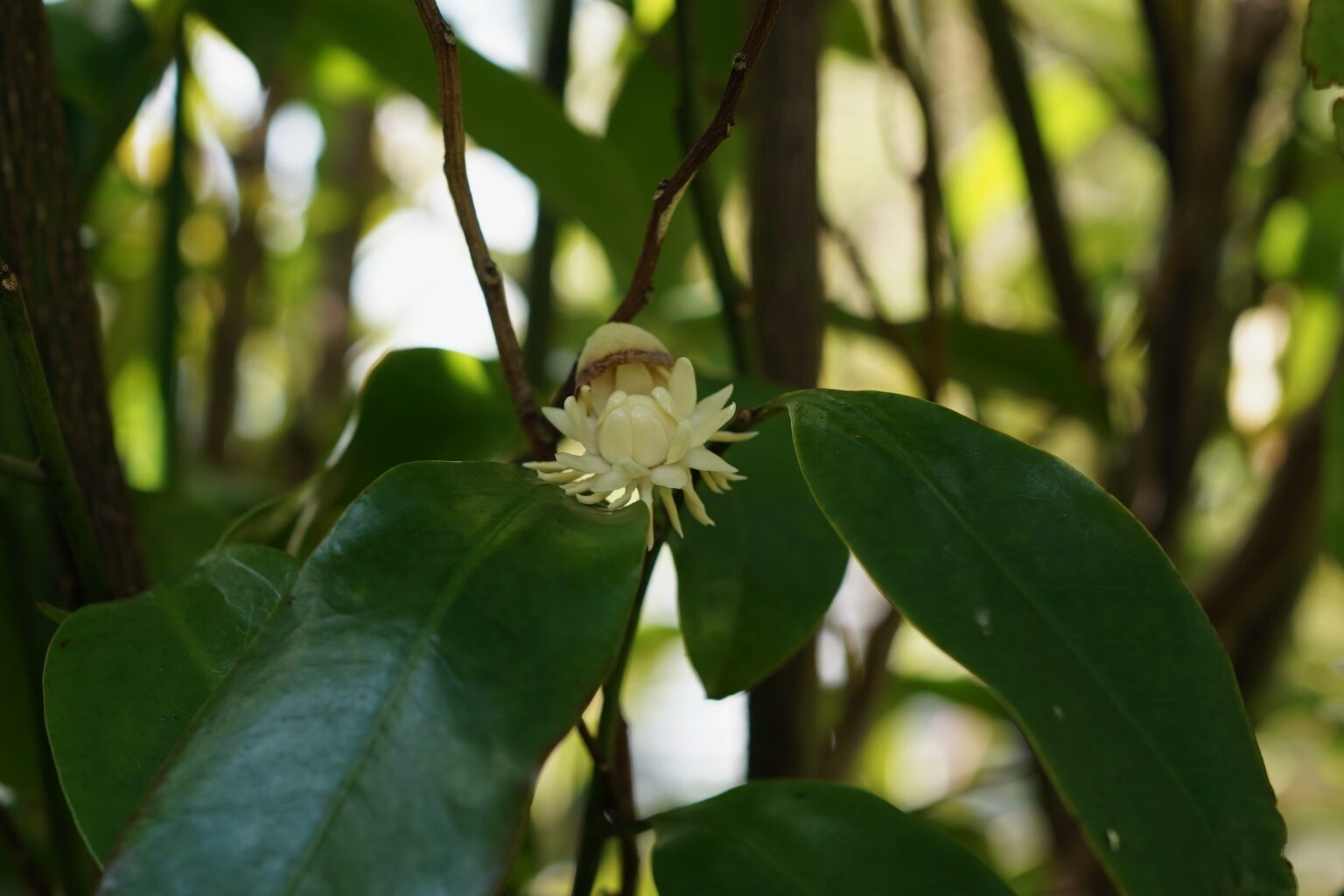 The glossy leafed Eupomatia laurina – Mallee Design