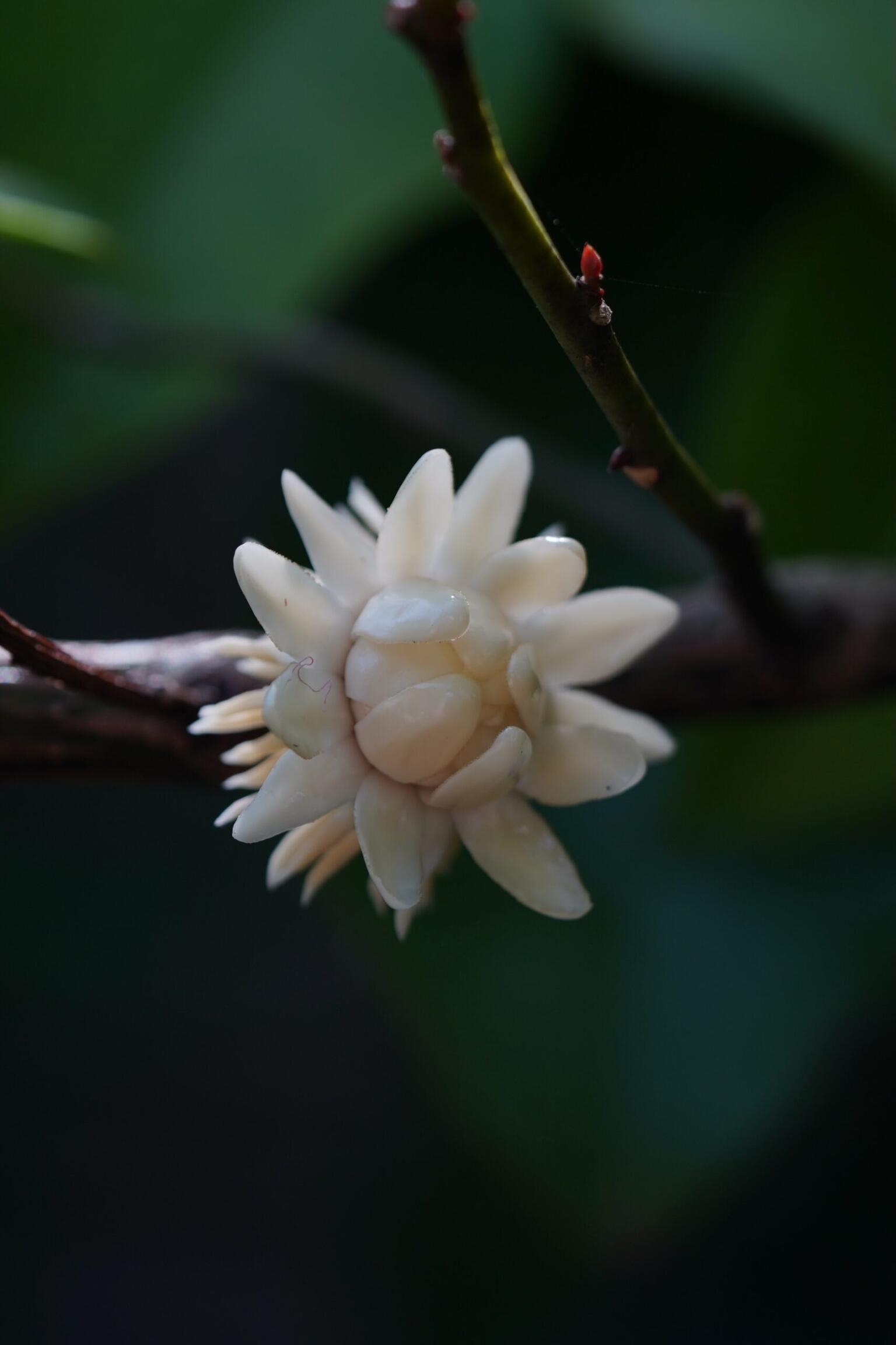 The glossy leafed Eupomatia laurina – Mallee Design