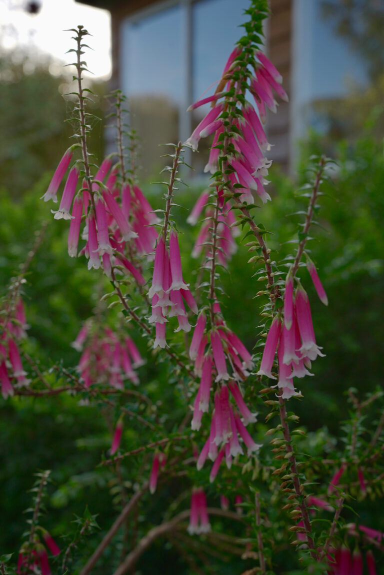 More Native plants for Containers – Mallee Design